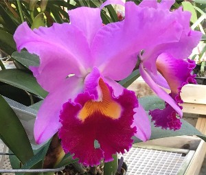 Cattleya 1